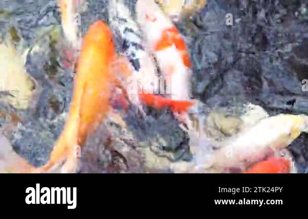 A variety and fancy carp fish with red yellow orange black gold and ...