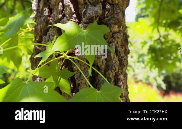 Green maple leaves in a wind. Juicy fresh leaves on a deciduous tree ...