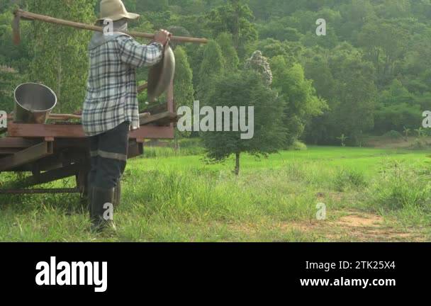 Rice, farmland, rice plant, male farmer adult man walking alone ...