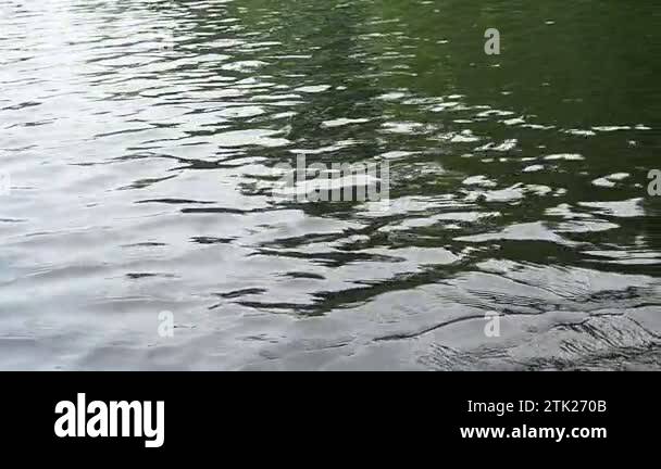 Wave, excitement - fluctuation of the surface of a forest lake under ...