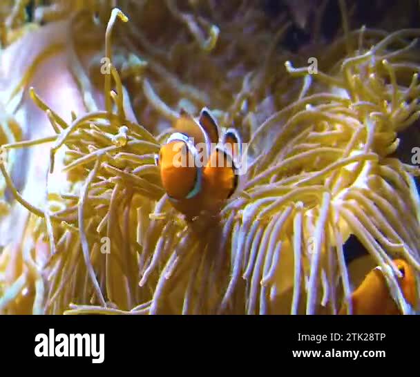 Clown fish (Amphiprion ocellaris) Anemonefish swim among the tentacles of anemones, symbiosis of ...