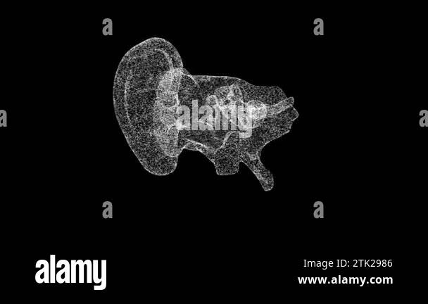 3D Ear Anatomy rotates on black background. Ear inner anatomy section ...