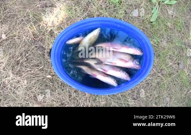 Ground fish Stock Videos & Footage - HD and 4K Video Clips - Alamy