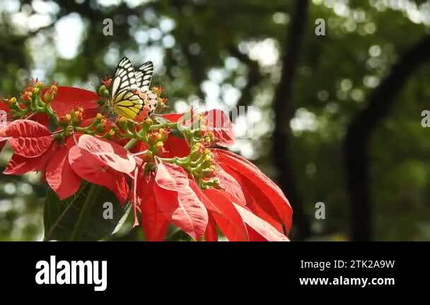 Monarch butterfly sitting on orange Stock Videos & Footage - HD and 4K ...