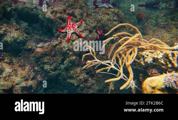 Starfish skeleton Stock Videos & Footage - HD and 4K Video Clips - Alamy