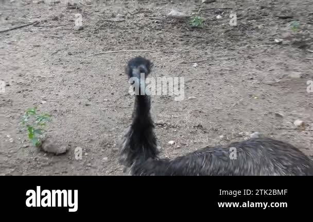 an isolated ostrich head with large eyes and a red beak. Male and ...