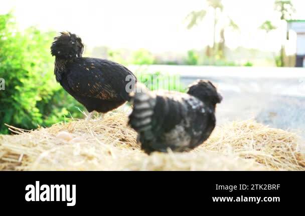Chicken hen sun Stock Videos & Footage - HD and 4K Video Clips - Alamy