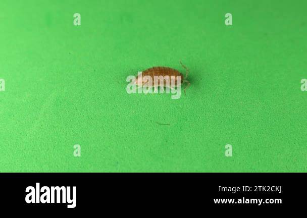 Woodlouse woodlice oniscidea Stock Videos & Footage - HD and 4K Video ...