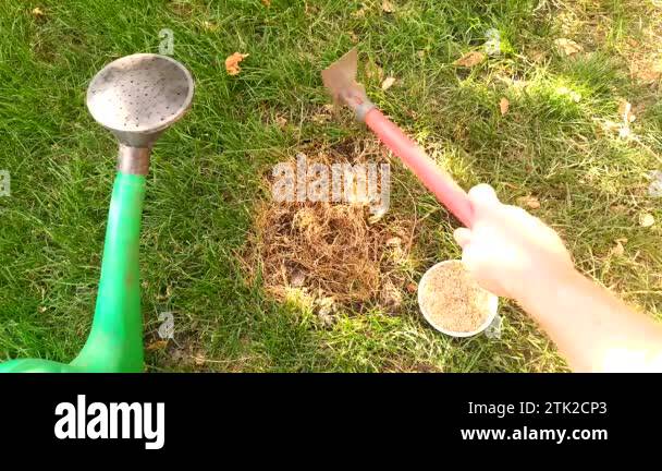 Repair grass seed Stock Videos & Footage - HD and 4K Video Clips - Alamy