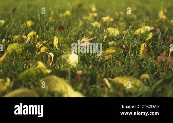 CLOSE UP, LOW ANGLE: Fallen autumn leaves scattered all over the green ...