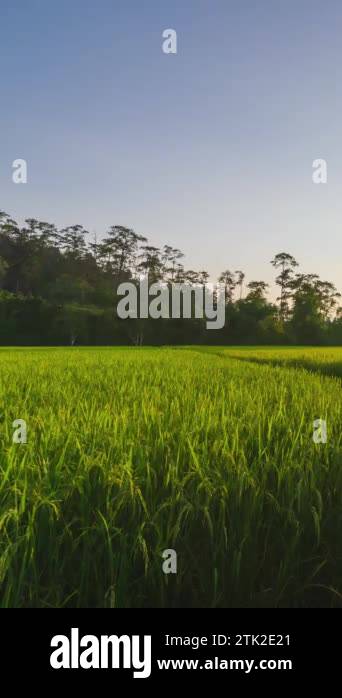 timelapse rice fields in harvesting season with sunset,rice fields view ...