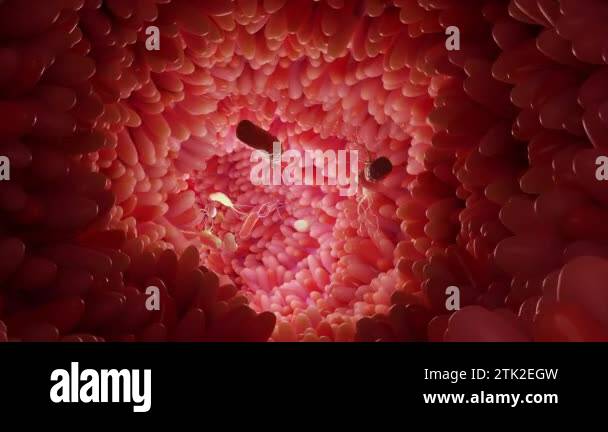 microvilli surface of digestive system, Intestinal villi with bacteria ...