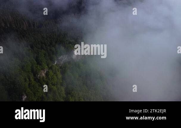 Foggy fog blows over spruce forests. Aerial shots of spruce forests on ...