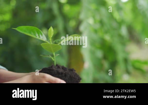 woman holding young tree ready to grow in fertile soil, prepare for plant and reduce global ...