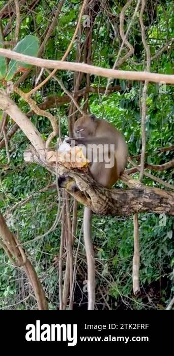 Monkey eating cheeseburger from tourists, Monkey Beach Koh Phi Phi ...