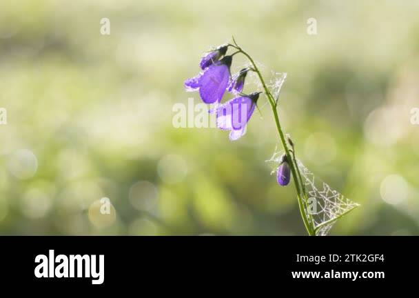 Harebell blue flower Stock Videos & Footage - HD and 4K Video Clips - Alamy