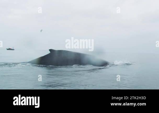 Whales in the Wild: Swimming Freely, Breathing with Elegance and ...