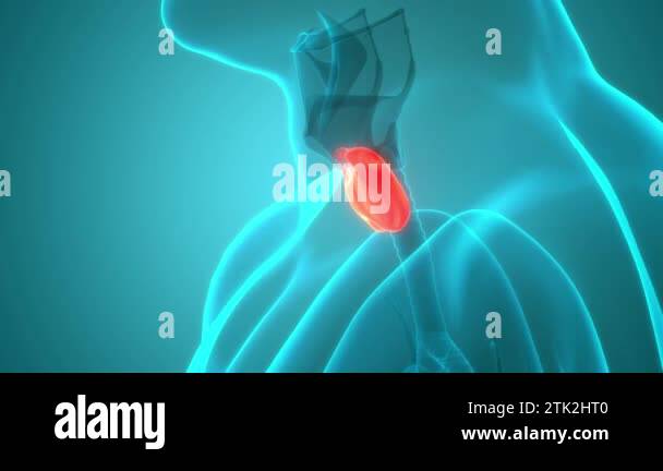 Human Glands Thyroid Gland Anatomy Animation Concept. 3D Stock Video ...