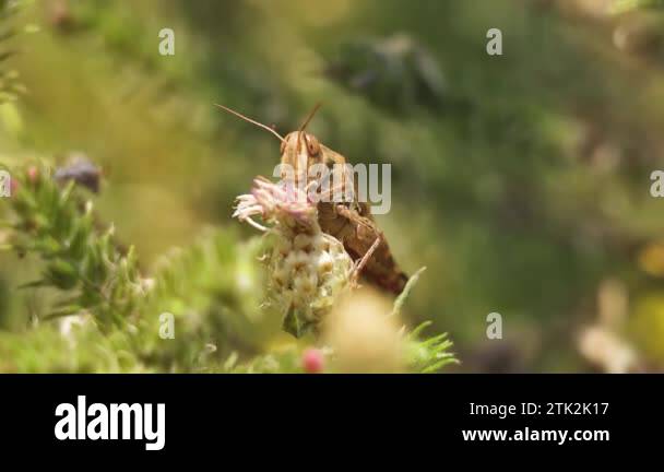 Grasshopper macro in green nature Stock Videos & Footage - HD and 4K ...
