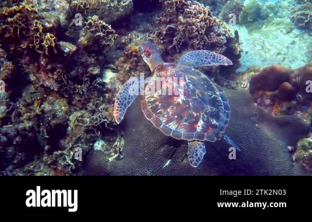 Ocean reptiles Stock Videos & Footage - HD and 4K Video Clips - Alamy