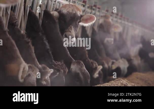 Lots of cows in the barn. The cows in the stall are eating hay. Large ...