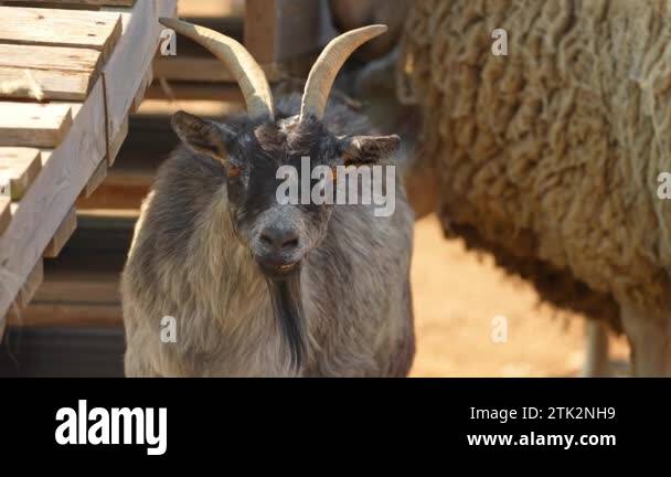 Funny and weird smiling goat with goatee staring looking at the camera ...