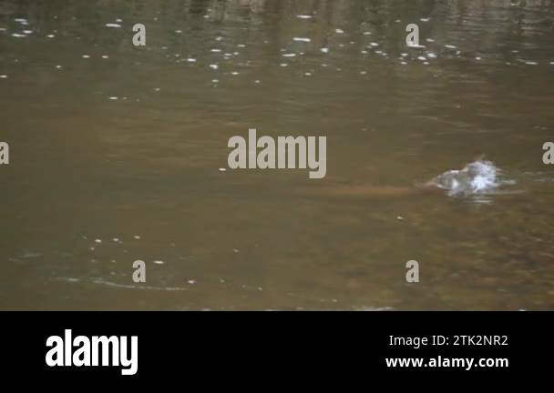 Atlantic salmon spawning in shallow river stream. Fish nesting in fresh ...