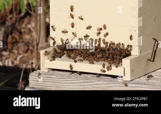 Nucleus bee hive Stock Videos & Footage - HD and 4K Video Clips - Alamy