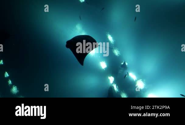 Stingray swims in blue water with fish in aquarium. Beautiful sea ...