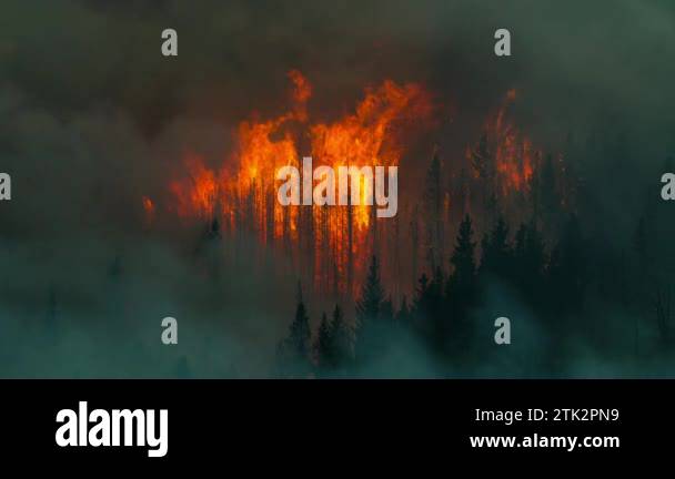 Sun bake the forest so intensely make forest fire at the great redwood ...