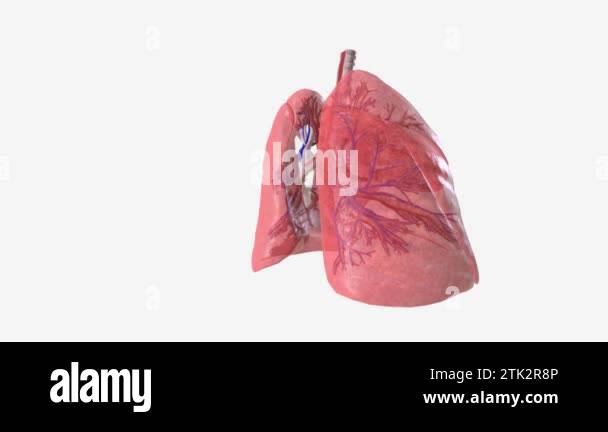 The middle temporal gyrus is located on the lateral surface of the ...