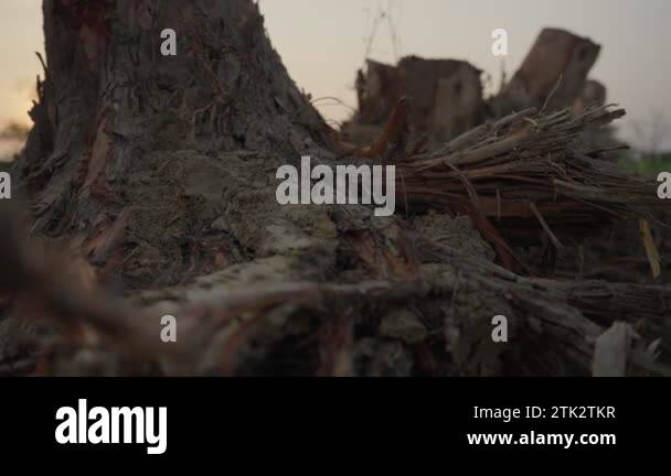 cut trees are cut down for use in the production process. Ground ...