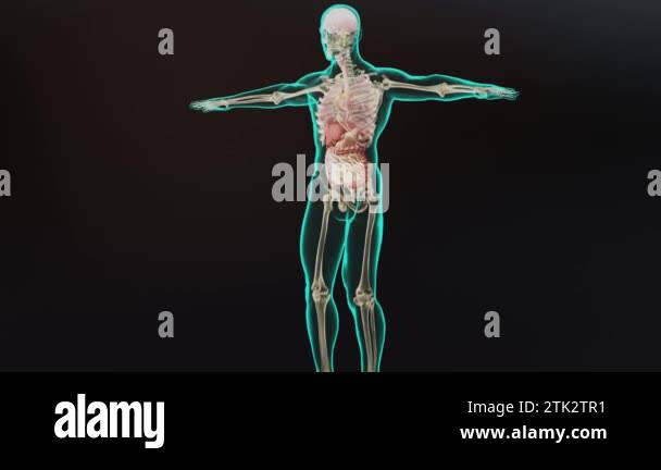 Human anatomy, organs, bones. Creative color palettes and designer ...