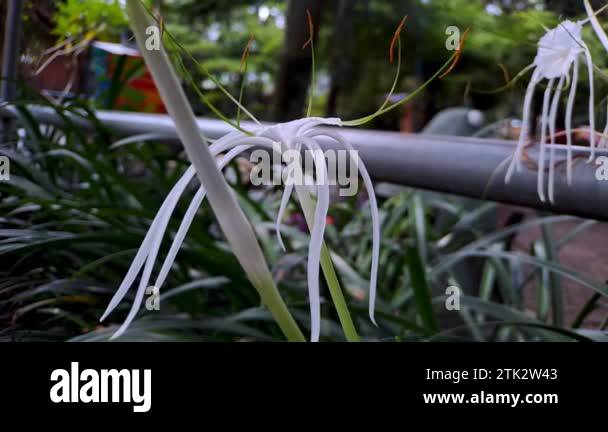 4k video Hymenocallis littoralis or beach spider lily is a species of ...