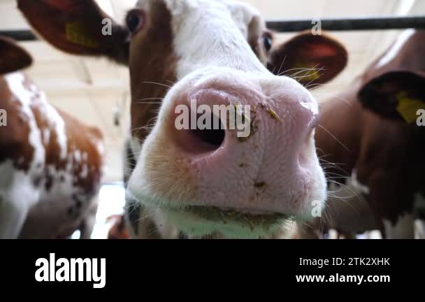 Curious friendly animal looks into camera sniffing it with a big wet ...