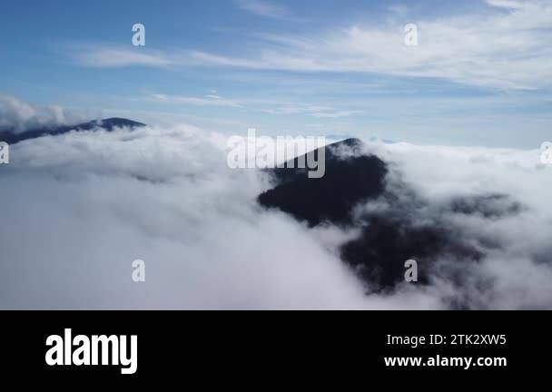 Foggy fog blows over spruce forests. Aerial shots of spruce forests on ...