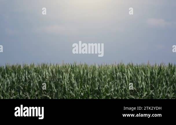 Blue crops Stock Videos & Footage - HD and 4K Video Clips - Alamy