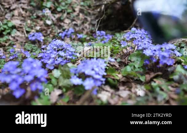Close-up footage of hand holding cell phone making a photo of a ...