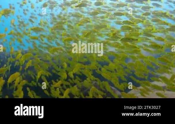 A female callipterus cichlid (Lamprologus callipterus) must raise her ...