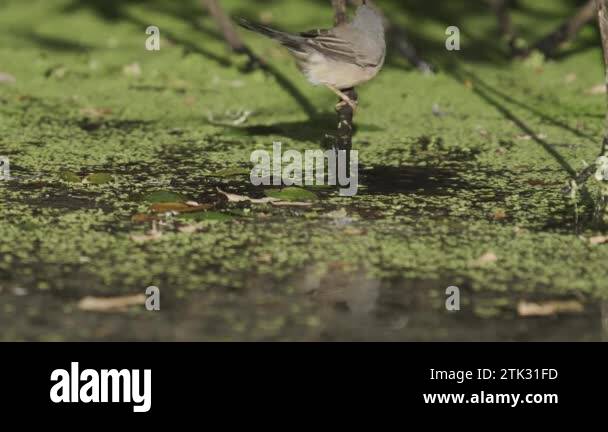 Bird having a bath Stock Videos & Footage - HD and 4K Video Clips - Alamy