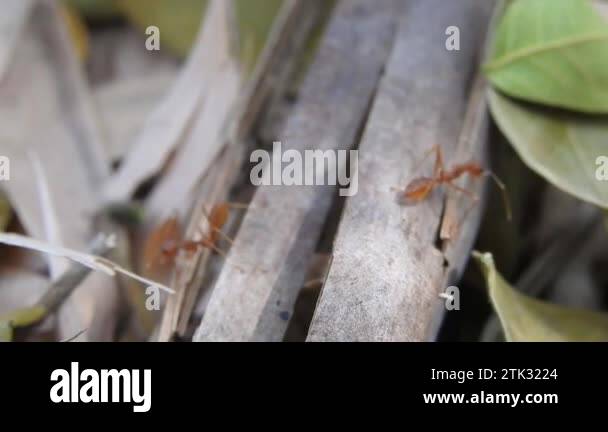 Ant bridge unity team. Ant action standing. Ant bridge unity team ...
