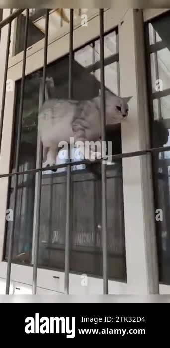 Window railings Stock Videos & Footage - HD and 4K Video Clips - Alamy