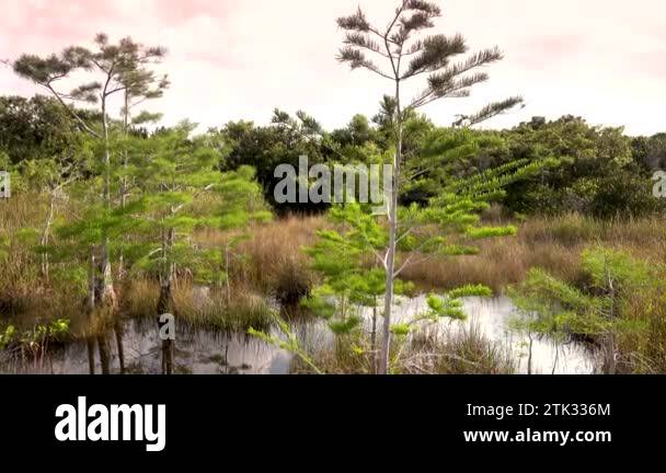 Florida keys everglades national Stock Videos & Footage - HD and 4K ...