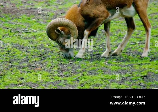 Argali sheep Stock Videos & Footage - HD and 4K Video Clips - Alamy