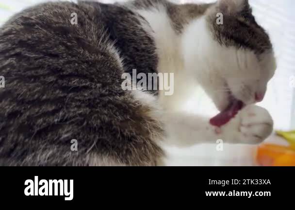 Beautiful domestic cat licking her paw by tongue and washing face ...