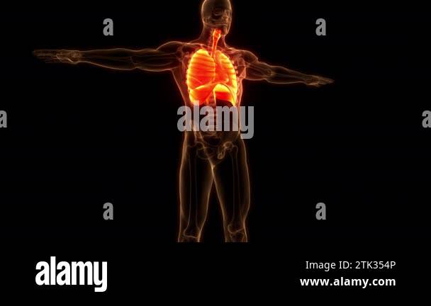 Human Respiratory System Lungs Anatomy Animation Concept. 3D Stock ...