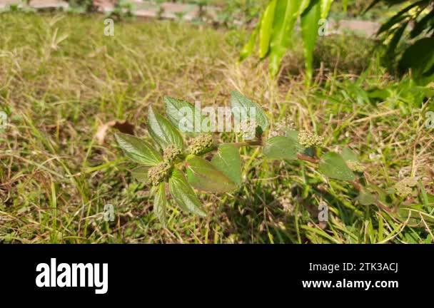 Euphorbia hirta plant. Its other namesasthma-plant and tawa-tawa. It is ...