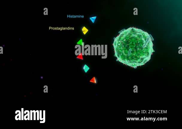 Blood mast cell Stock Videos & Footage - HD and 4K Video Clips - Alamy