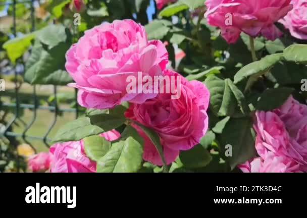 Spotted color Stock Videos & Footage - HD and 4K Video Clips - Alamy