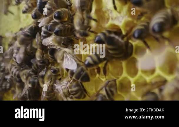 Bees family working on honeycomb in apiary. Life of Carniolan honey bee ...